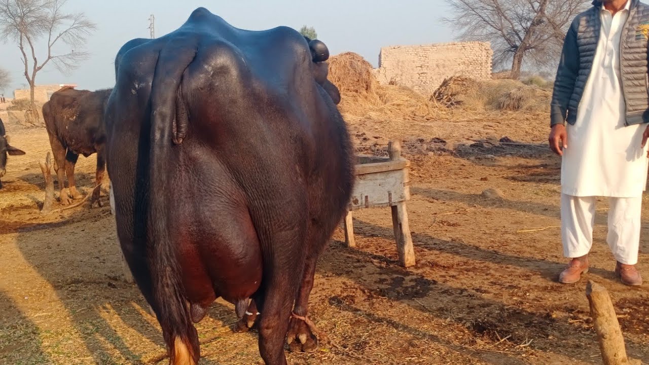 Pure Neeli Ravi Buaffalo Pakpattan punjab TV -3-2-2023 - YouTube