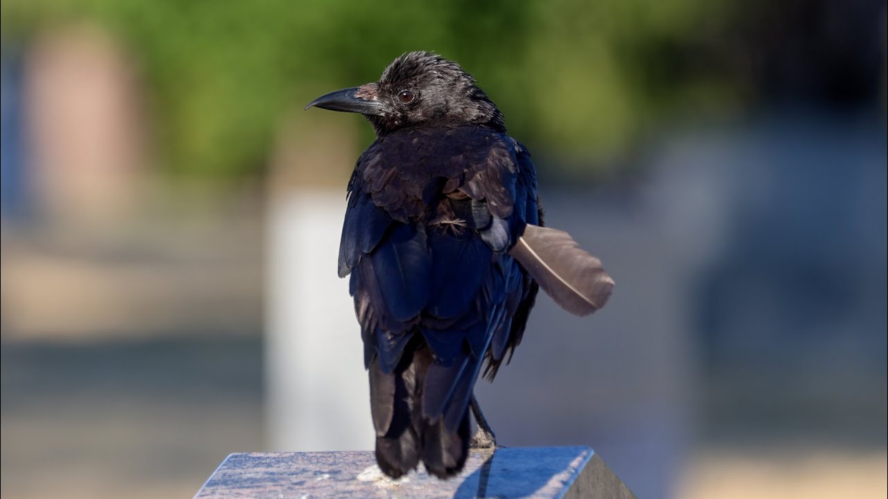 Hey Buddy..You ah..There's a....Nevermind, Crow - YouTube