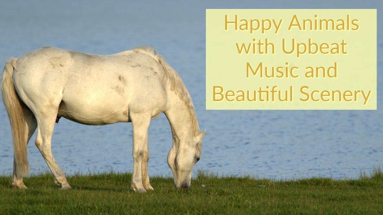 Happy Animals with Upbeat Music and Beautiful Scenery - YouTube