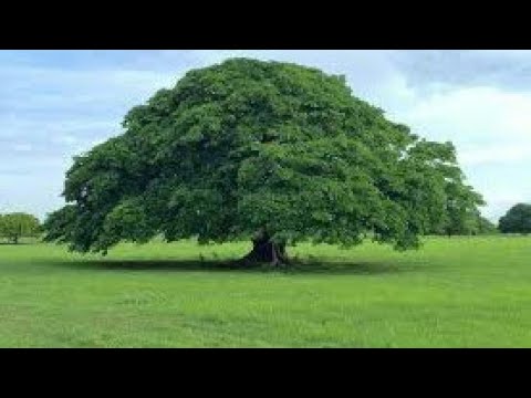 Hees Qaraami macaan badan xulka qaraamiga-h-Soo dhiib waraaqaha hes lyrics