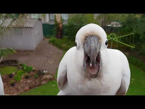 Sooky Baby Cockatoo WON'T STOP CRYING!! 😢 😢🍼👶 ️🤗🥰 - YouTube