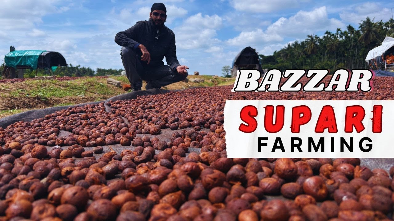 Supari Farming Village in Karnataka | Natural Farming Secrets Revealed ...
