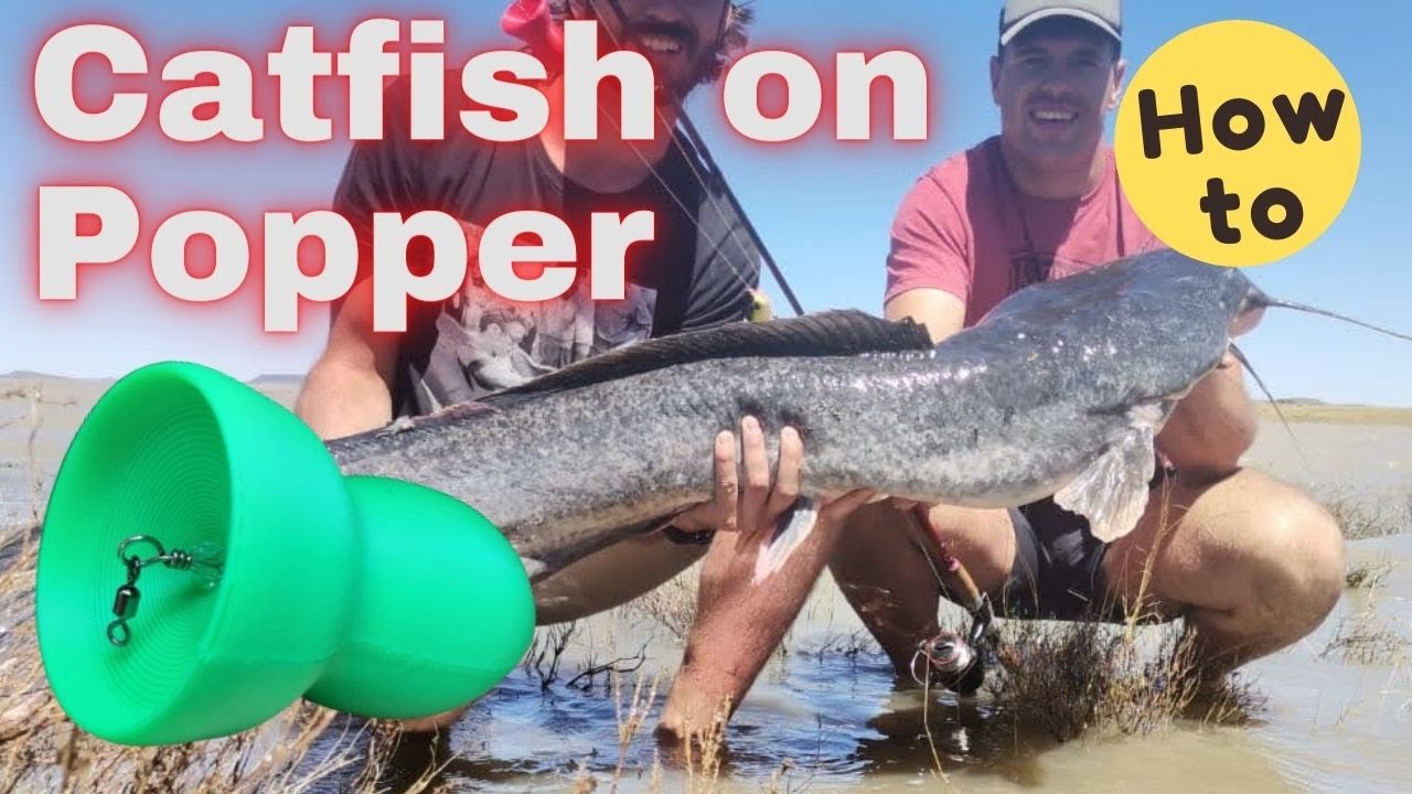 How to do Popping for Catfish (Barbel_Baber) the distressed bird ...