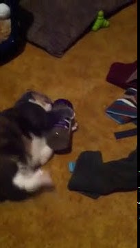 Peanut's catnip - YouTube