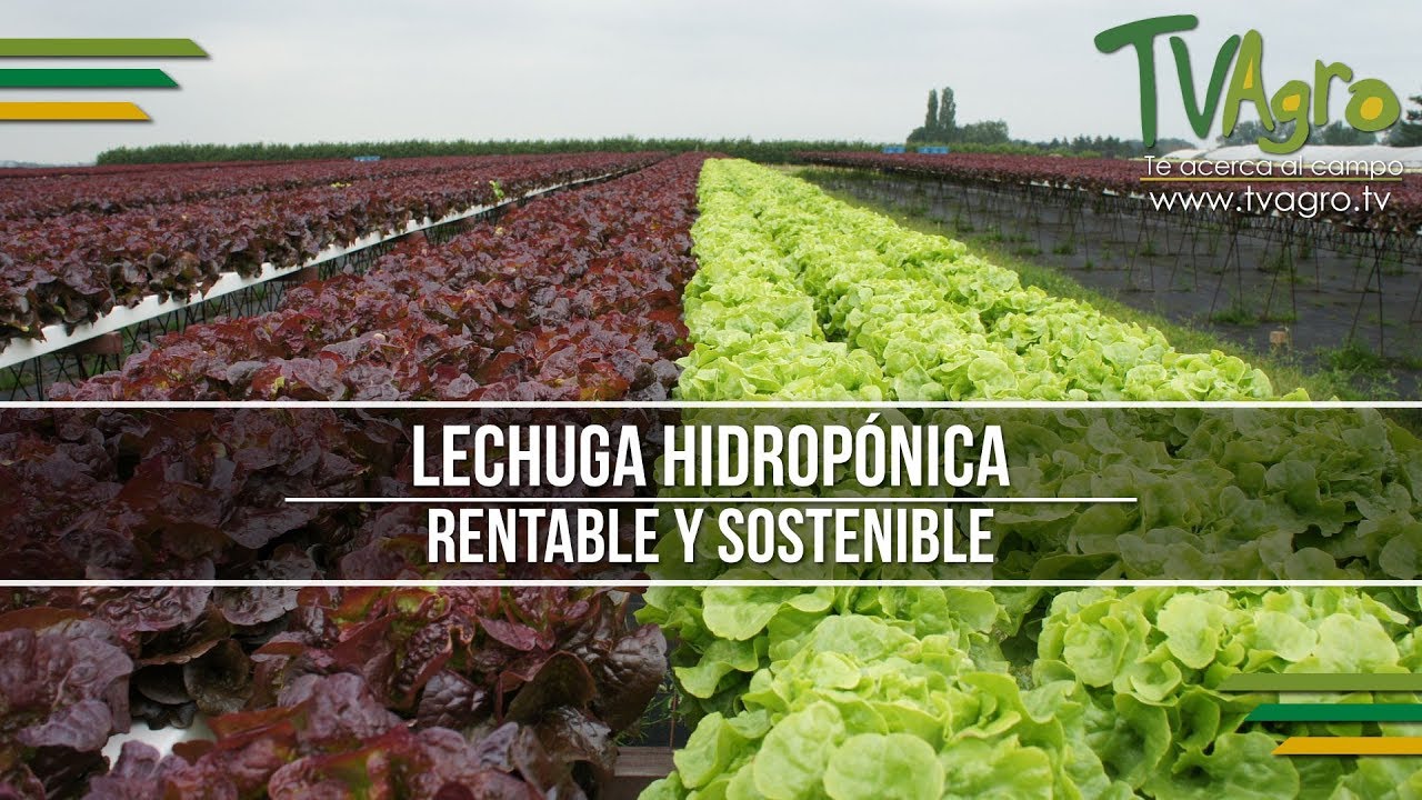 Lechuga Hidropónica Rentable y Sostenible - TvAgro por Juan Gonzalo ...