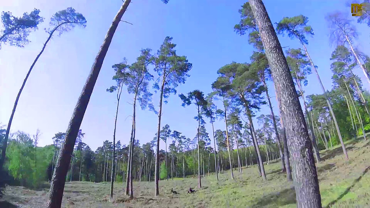 Forest Dance - YouTube