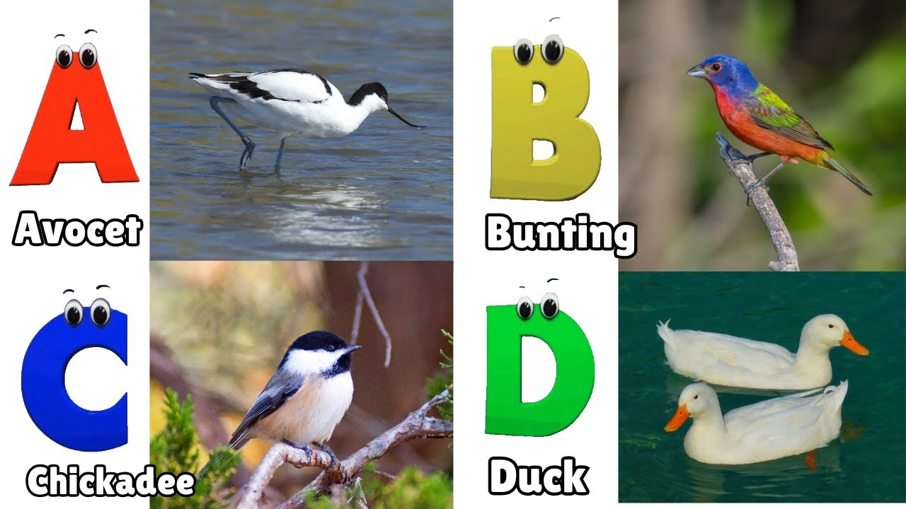 ABC Song | Birds ABC Song | Phonics for Kids, Learn ABC, Baby Alphabet ...