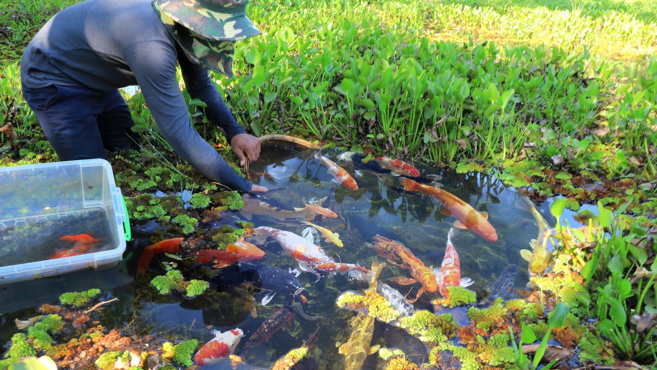 Super Goldfish Group Catch Up So Many Beautiful Fishes In Amazing Green ...