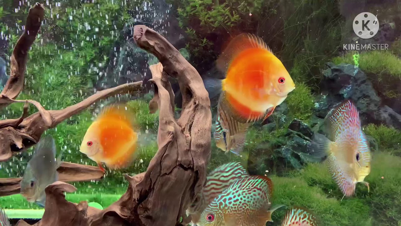 Discus fish- feeding time! - YouTube