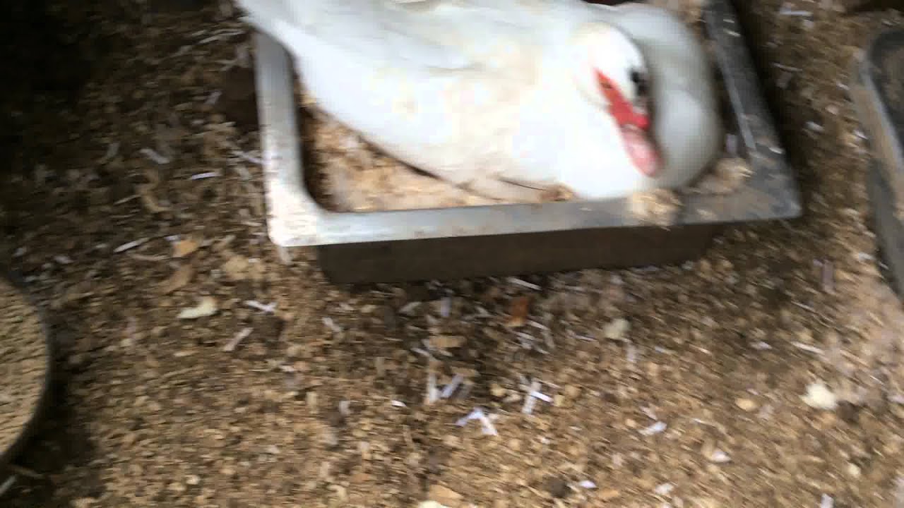 Week 1 of my broody Muscovy ducks - YouTube