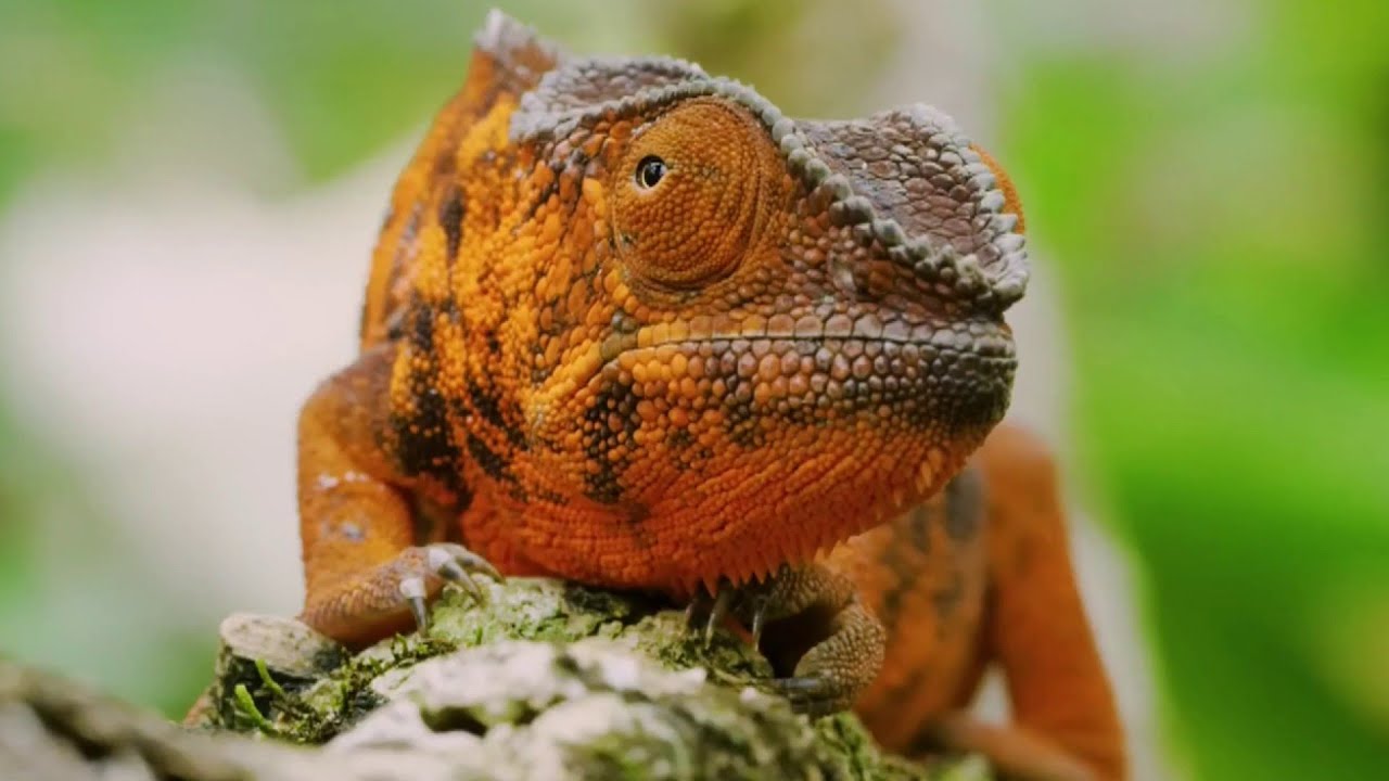 Researchers look at invasive chameleon impacts in Central Florida - YouTube
