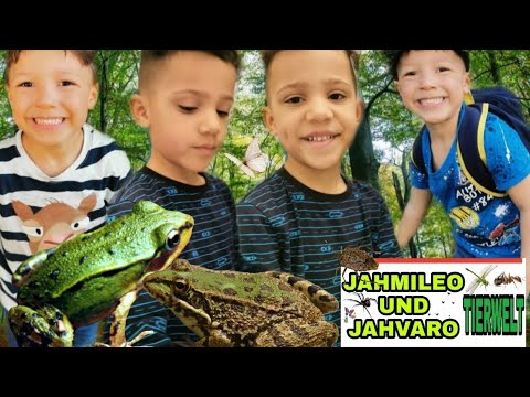 Wie fängt man Frösche und Kaulquappen Teil 3
