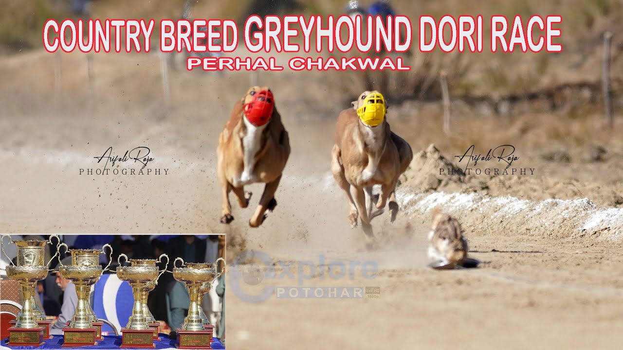 GREYHOUND DORI RACE 2023 | ALL PAKISTAN COUNTRY BREED GREYHOUND RACE ...