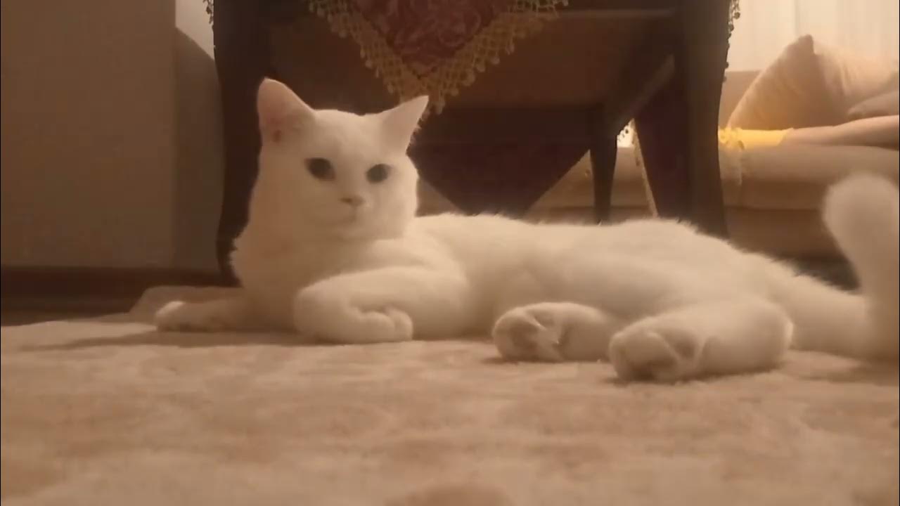 Cat Shapeshift Youtube