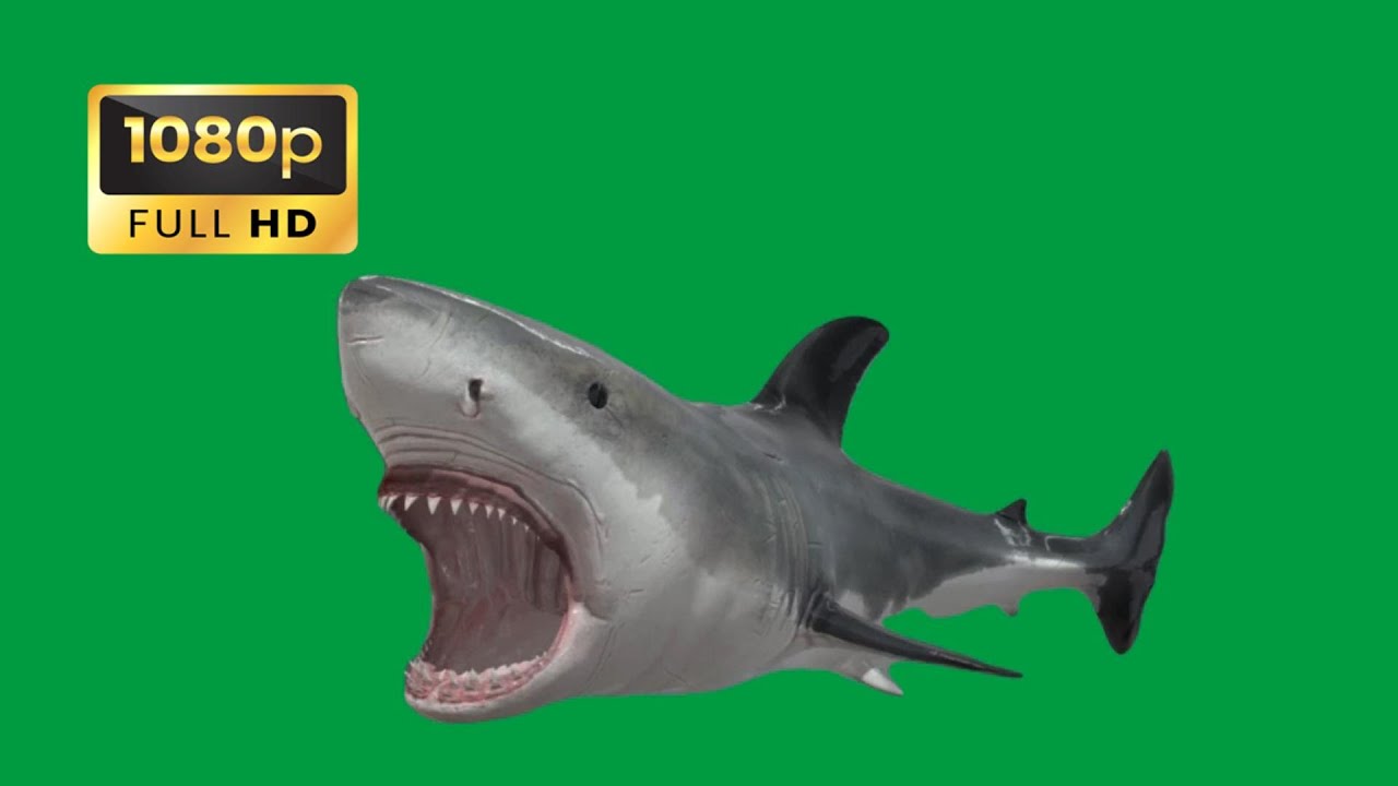 Tiburón atacando, nadando, diferentes acciones en pantalla verde ...