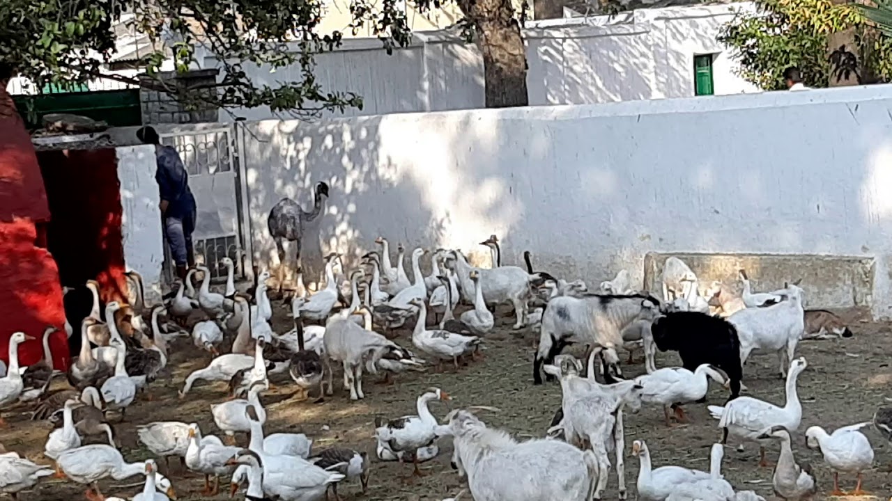 Poultry and Swan farm - YouTube