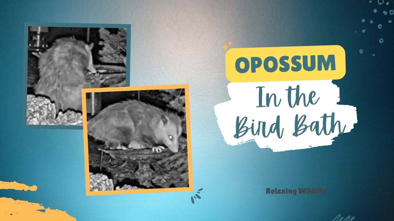 Opossum Climbs Up Into the Bird Bath in Most ADORABLE Way - YouTube