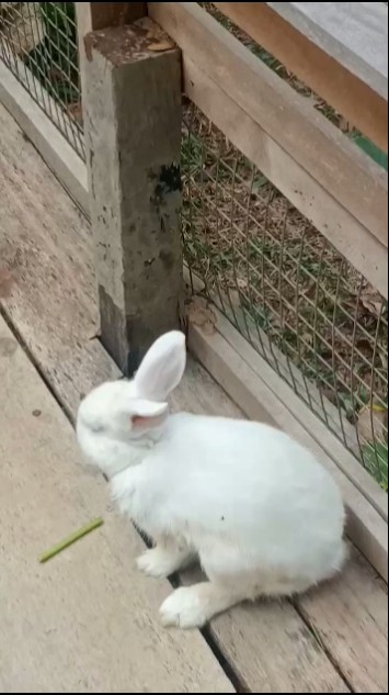 Two rabbit 🐇🐰#rabbit #animals #pets #skinwalker #shorts - YouTube