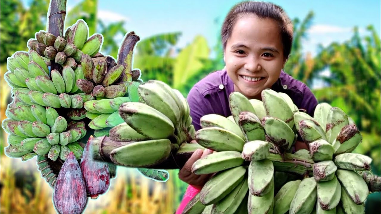 Harvesting Saging Saba - YouTube