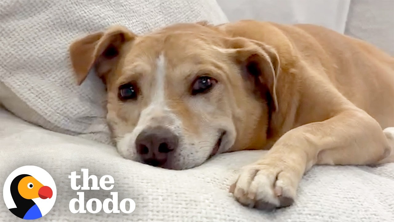 Dog Who Waited Six Years For A Home CANNOT Stop Smiling | The Dodo ...