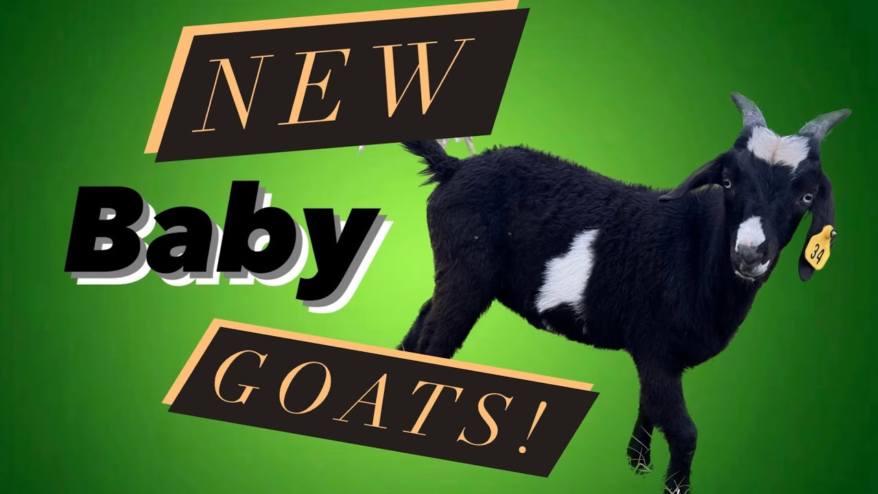 A New Addition to the Herd for 2023: Baby Kiko Goat Spot is Born. - YouTube
