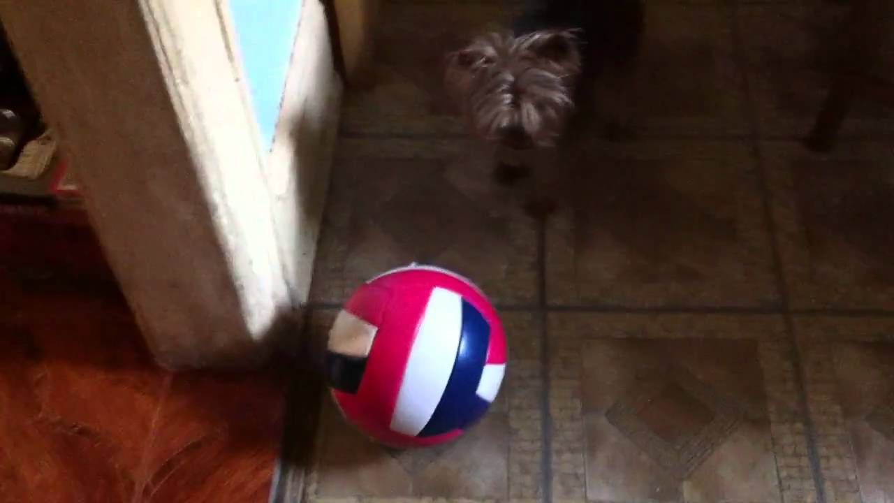 Amazing Yorkie plays soccer! - YouTube