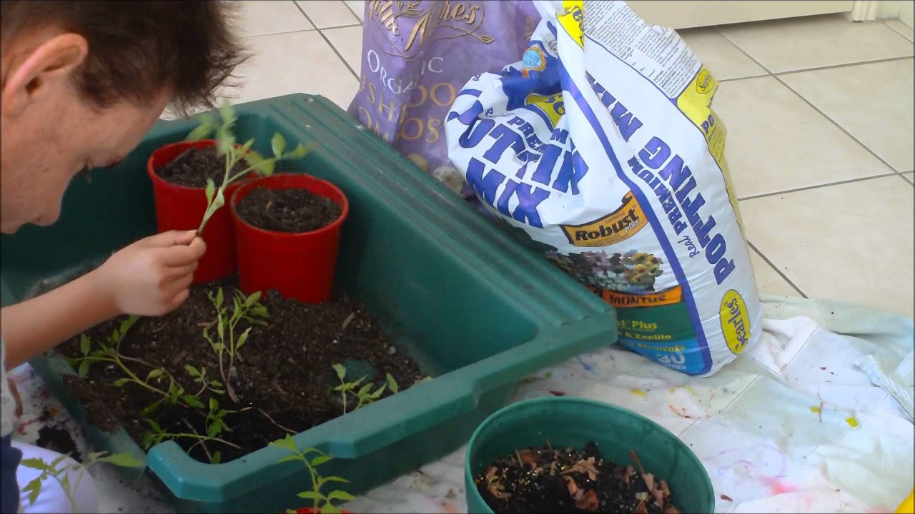 Growing Tomatoes with Kids in Containers on Patios - YouTube