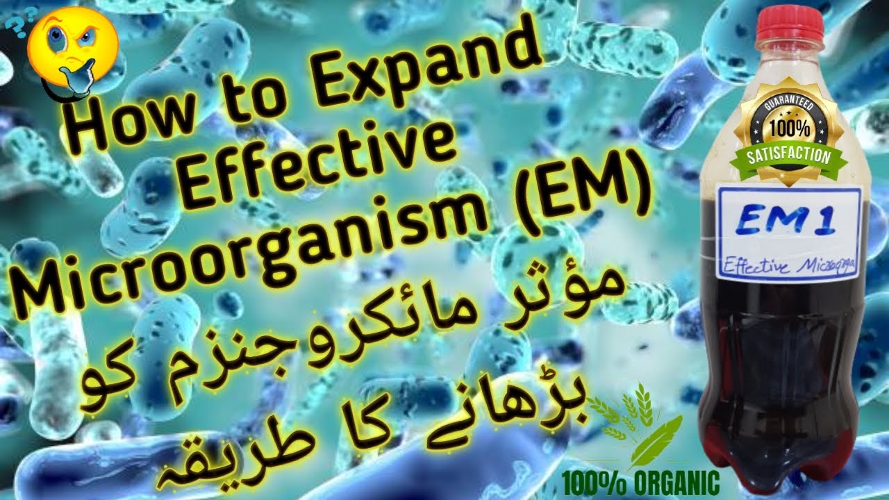 How to Expand Effective Microorganism (EM) - YouTube
