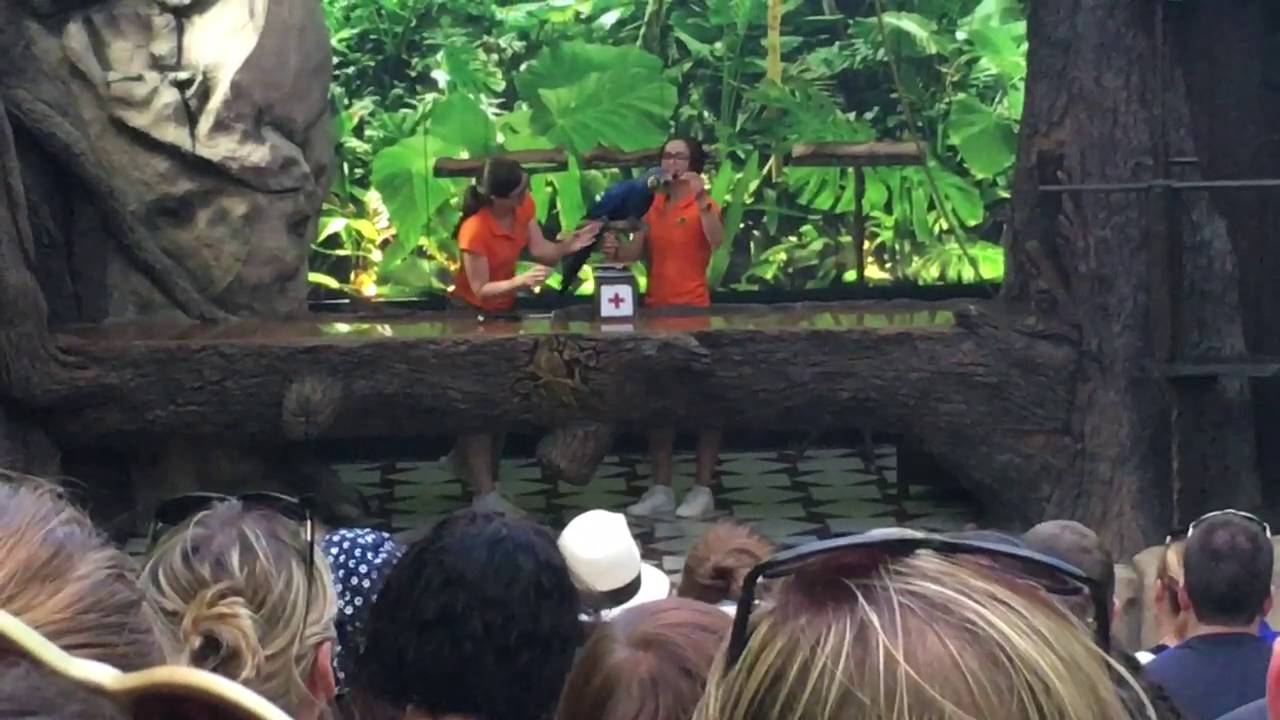 Loro show, Loro parque, Tenerife - YouTube