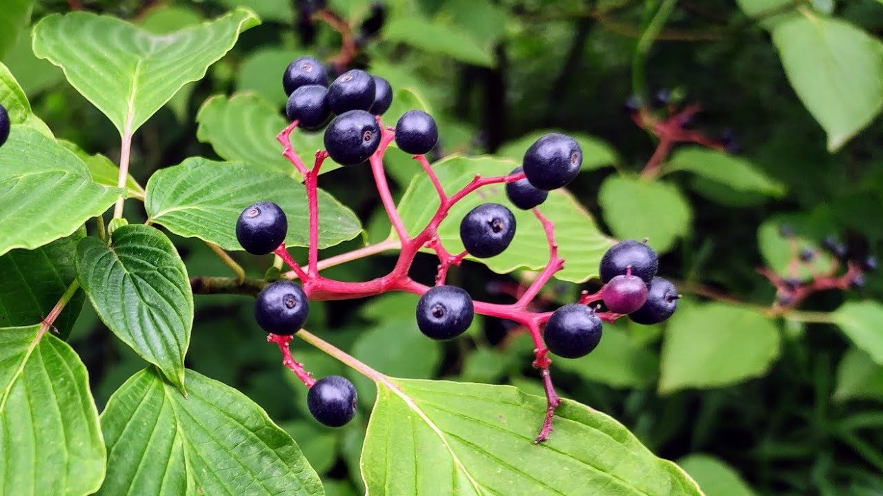 tasting Pagoda Dogwood (Cornus alternifolia) fruits - YouTube