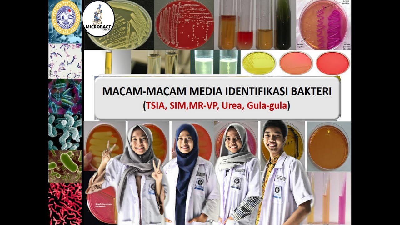 MEDIA IDENTIFIKASI UNTUK BAKTERI (TSIA, SIM, MR-VP, Urea, Gula-gula ...