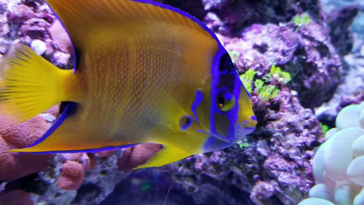 Nick's Reef Tank - King and Queen of the Reef - YouTube