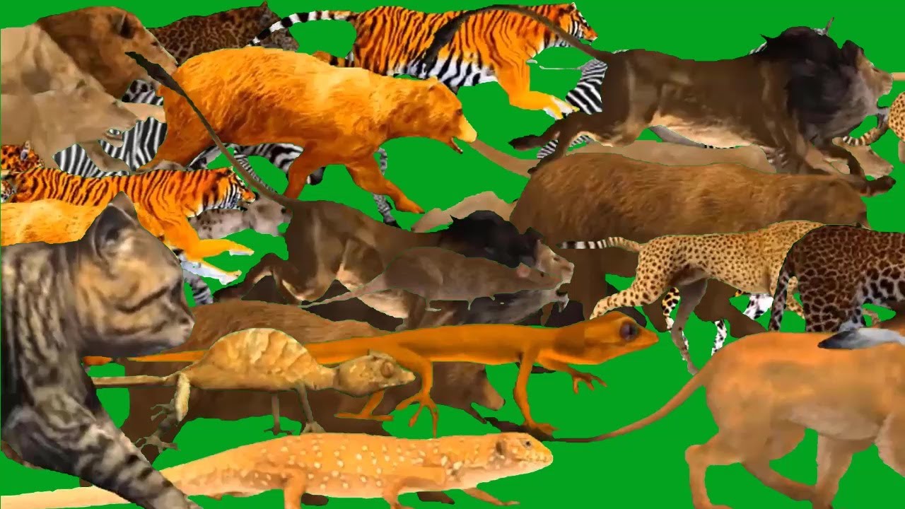 Jungle Animals Running Green Screen Blue Green Screen Black Screen Best ...