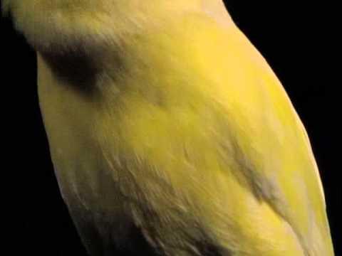 The Life of Birds 06 Signals and Songs 0 0 - YouTube