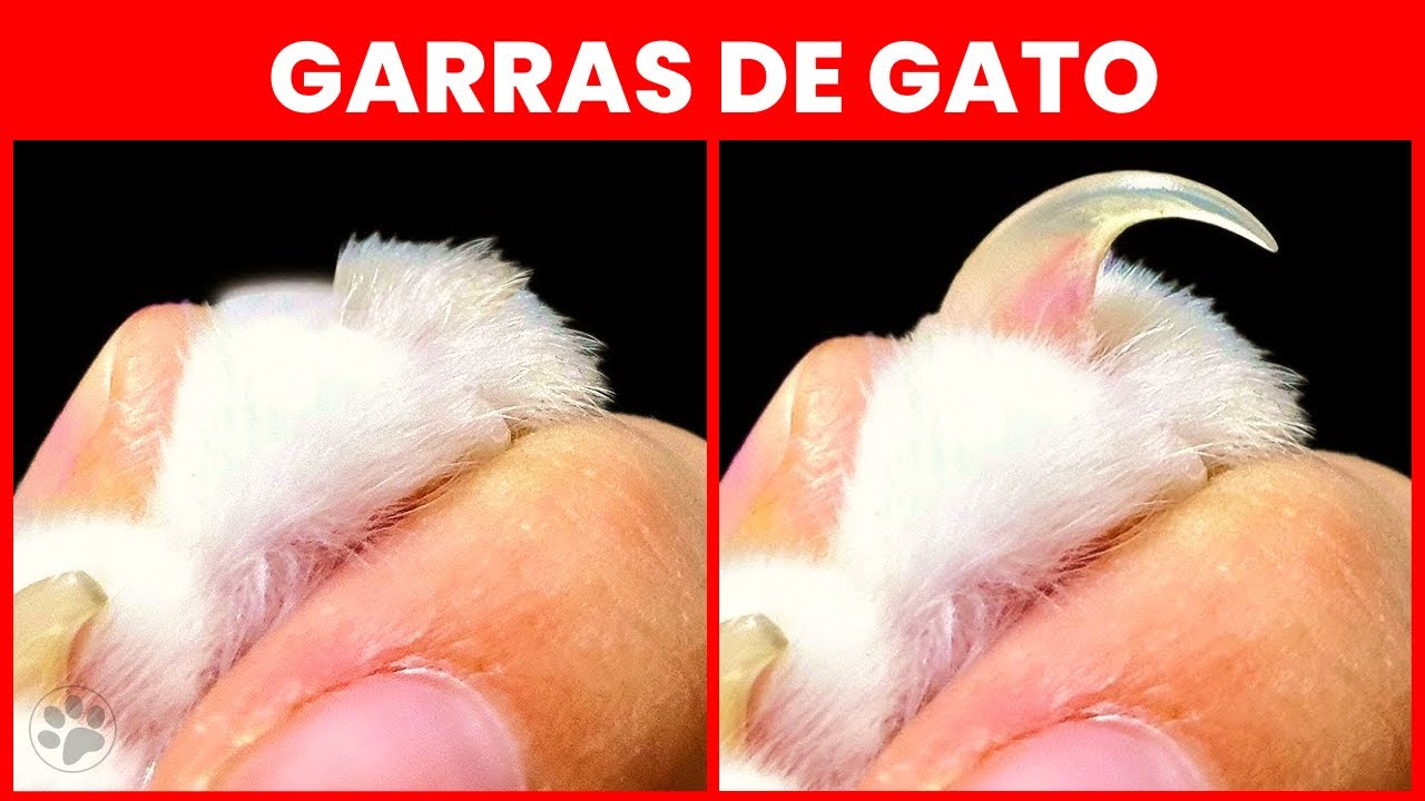 Como as Garras do Gato Funcionam? - YouTube