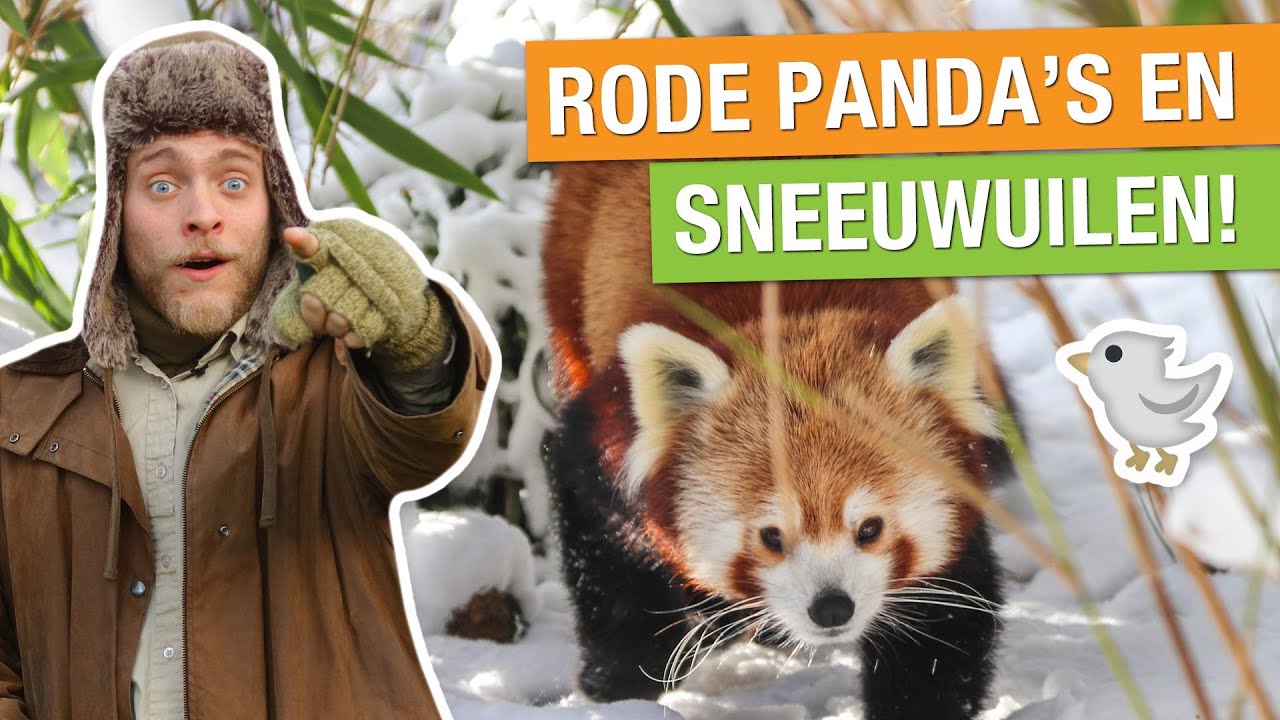 DAAROM KAN DE RODE PANDA ZO GOED TEGEN KOU?! 🥶 | Op pad met Niels #10 ...