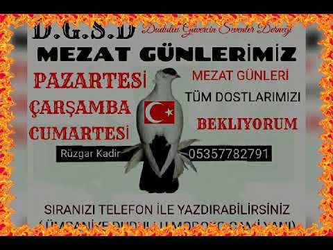 Güvercin MEZATI D.M Dudullu Mezat