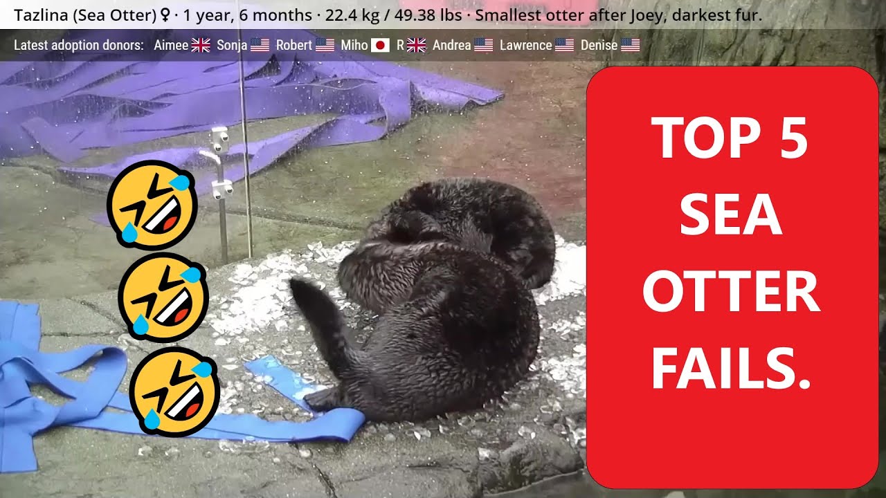 5 top Sea Otter fails - YouTube