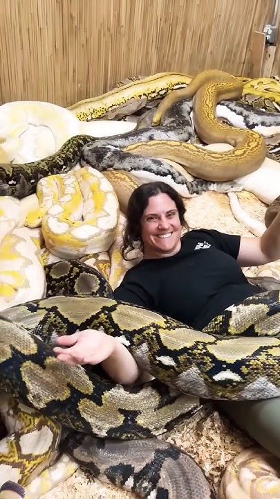 wtf 🤔☠️ #snake #reptiles #python #animals #love #shorts #dangerous # ...