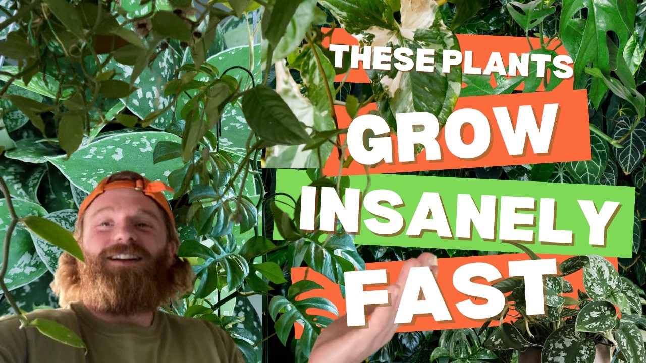 Top Eleven Fastest Growing Indoor Plants (They'll Be HUGE In No Time ...