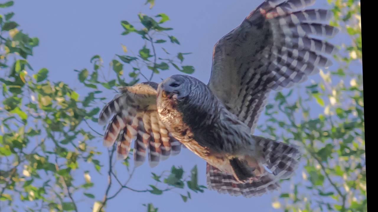 forestART John Murray Photography - YouTube