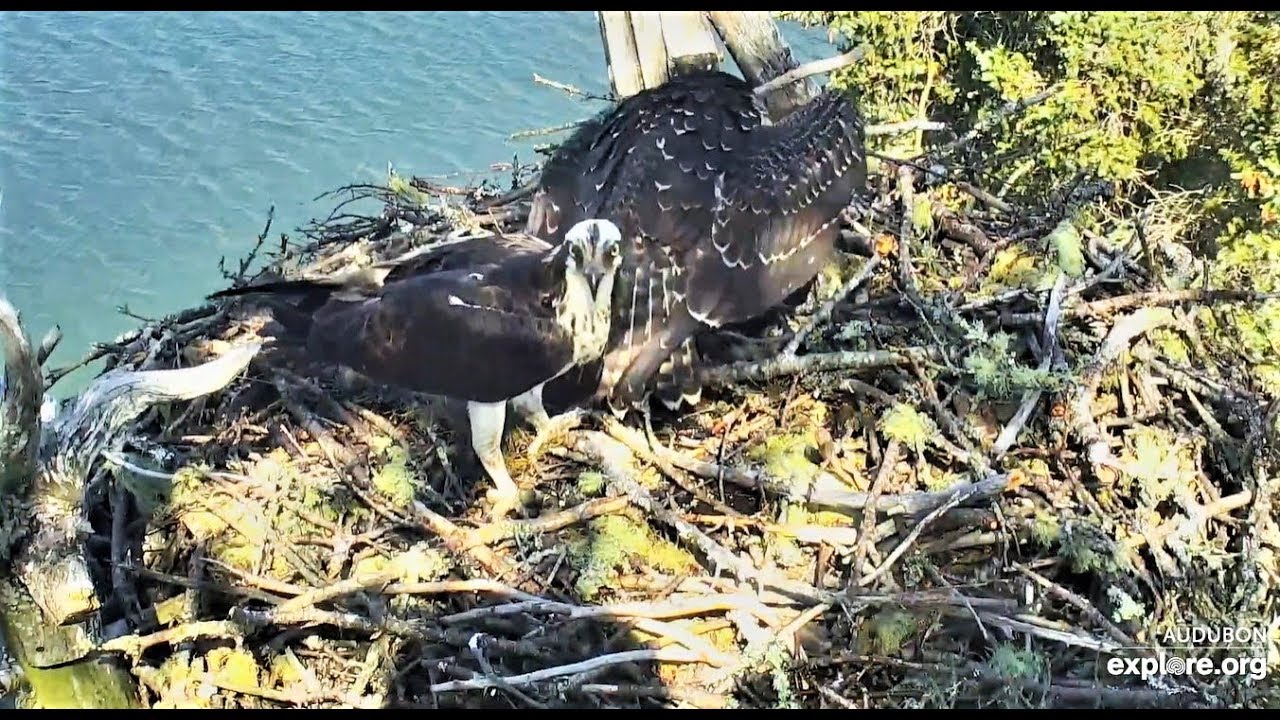 Rachel's still here, delivers fish to Halley - 2 cam views - 2019 08 25 ...