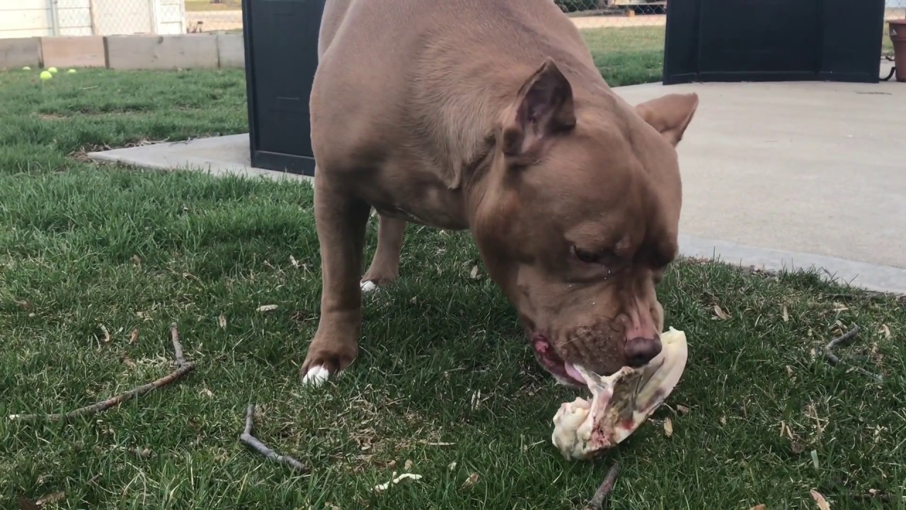 Podo Eating 1/2 Raw Chicken - YouTube