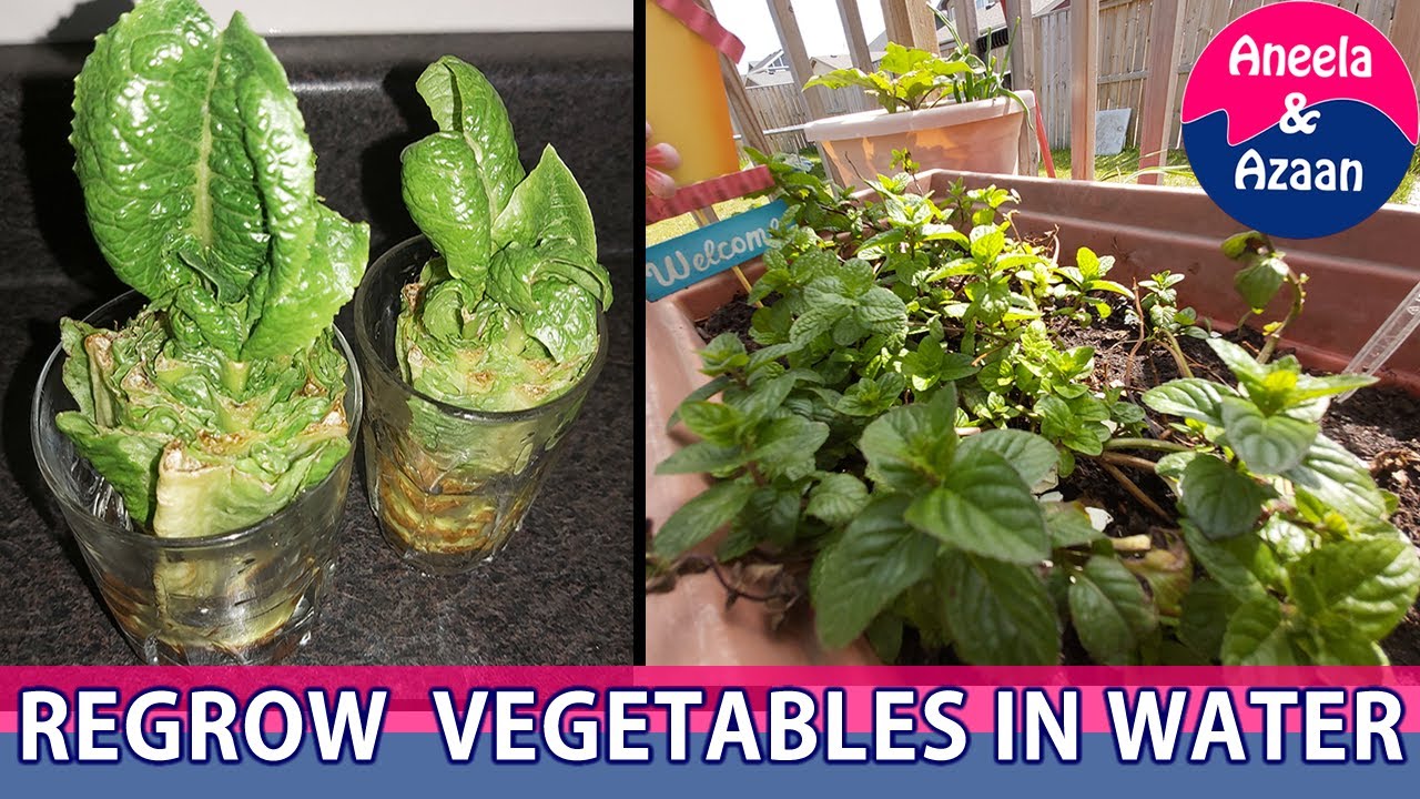 Regrow Vegetables in Water - How to Regrow Different Vegetables in ...