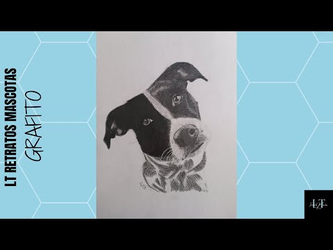 Retrato realista de perro pointer a grafito ♥ Biela ♥ - YouTube