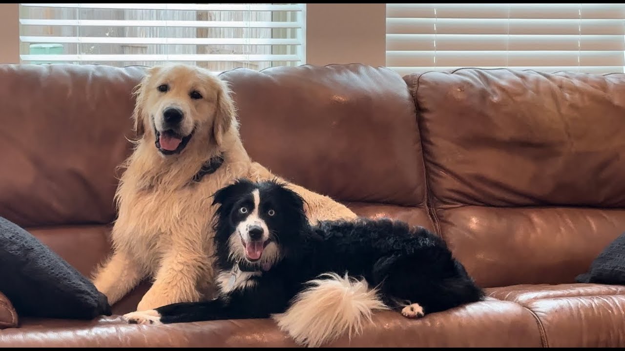 Golden Retriever & Mini Aussie House Vlog - YouTube