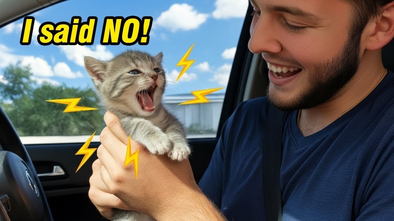 When Your Cats Start Talking Back… and Never Stop 😹 - YouTube