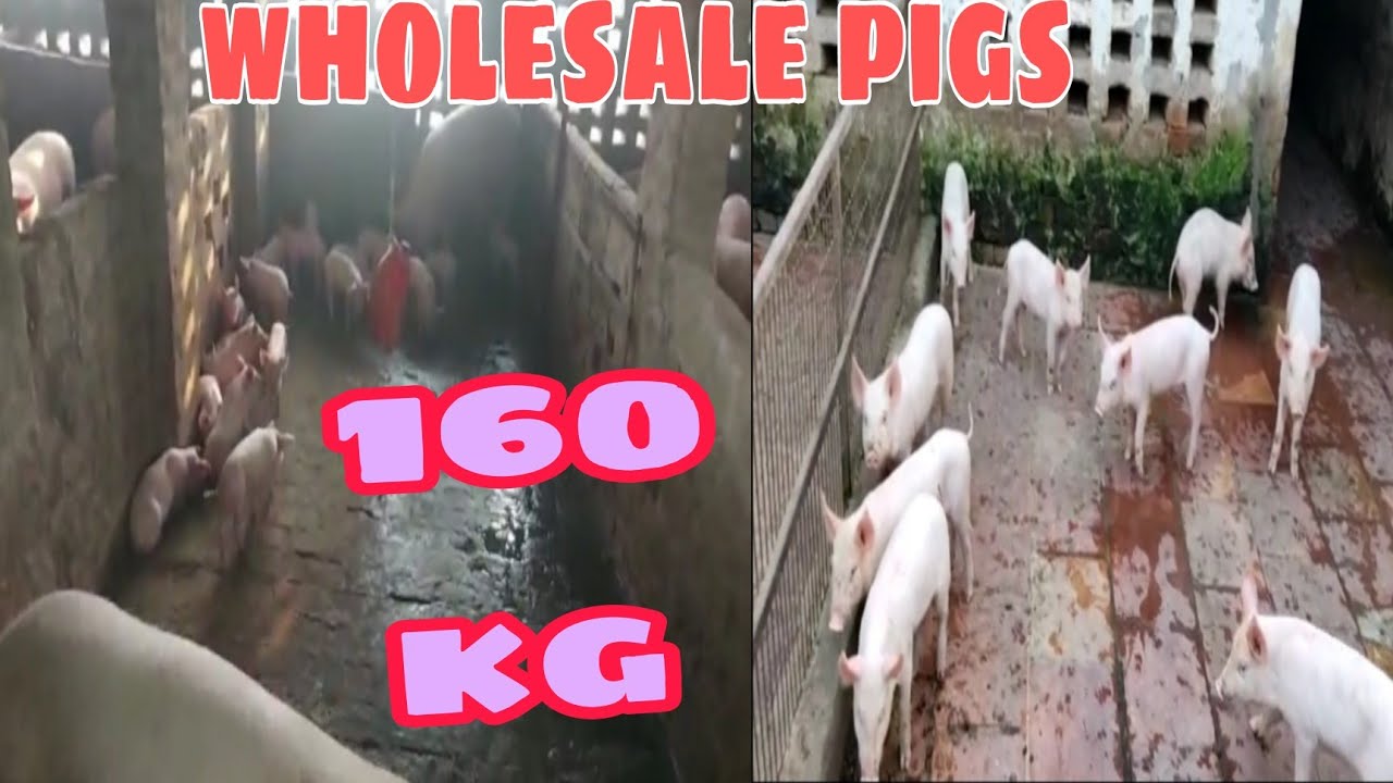 wholesale prices for pig🐖||paikari dam may pigs melaga||sr farming ...