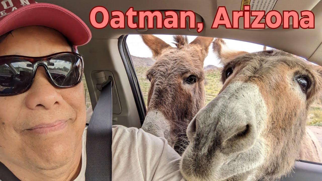 BURROS Meet & Greet at Oatman, Arizona ~ Ghost Town revived as a ...