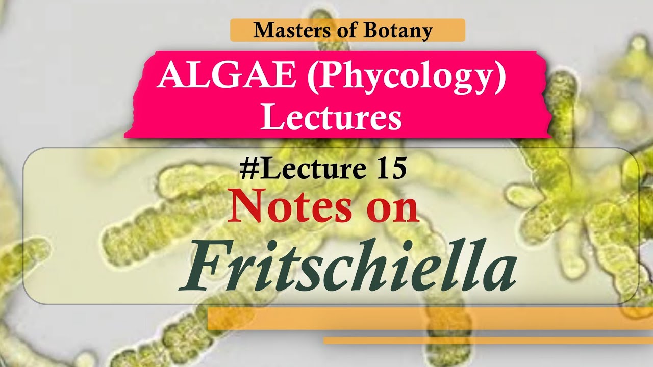 Lecture 15 | Fritchiella Life Cycle (Chlorophyceae) | Algae Lecture ...